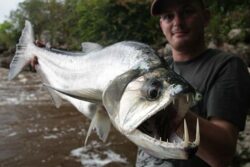 Fish With Big Teeth | The Goldfish Tank