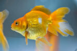 Goldfish Brain | The Goldfish Tank