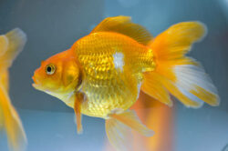 Goldfish Brain | The Goldfish Tank