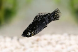 Types Of Molly Fish | The Goldfish Tank