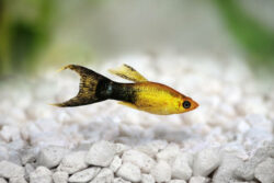 Molly Fish Temperature Guide: Keep Your Mollies Healthy
