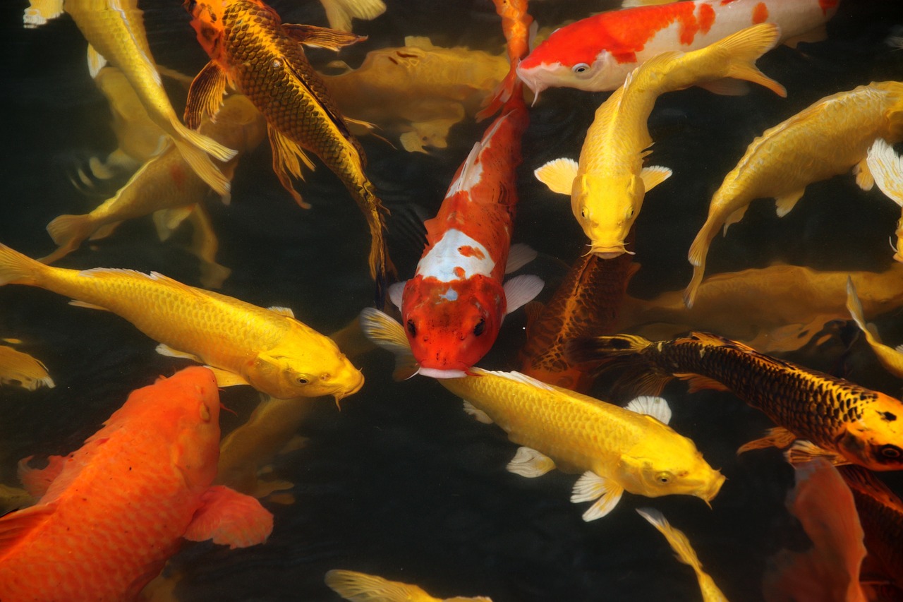 King Koi And Goldfish | The Goldfish Tank