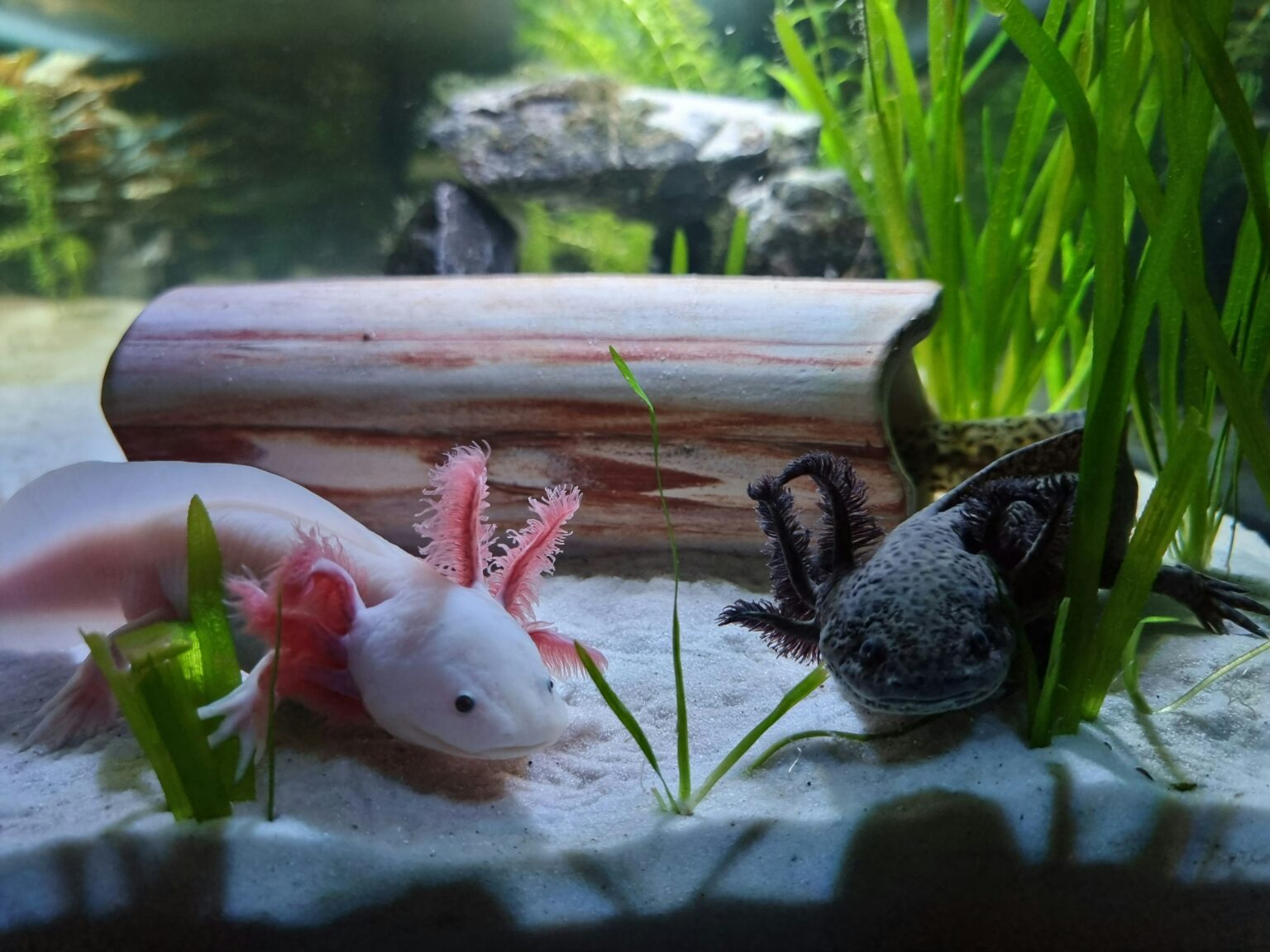 What To Feed Axolotl | The Goldfish Tank