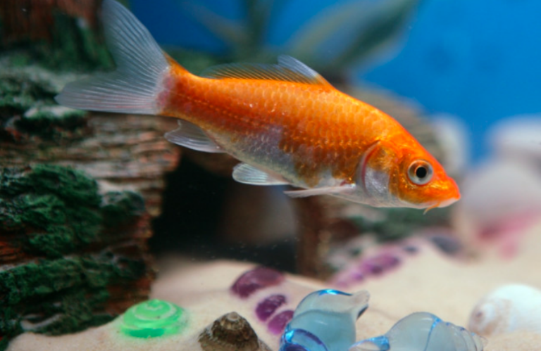 How Big Can Goldfish Get In The Wild | The Goldfish Tank
