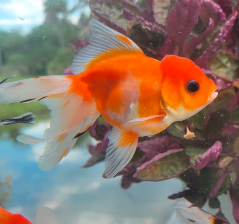 The Goldfish Tank | All You Need to Know About Goldfish