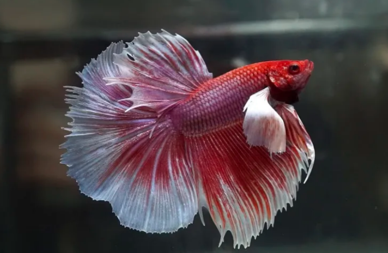 Overfeeding Betta Fish? Signs, Dangers & How to Fix It