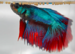 Betta Fish Bloated | The Goldfish Tank