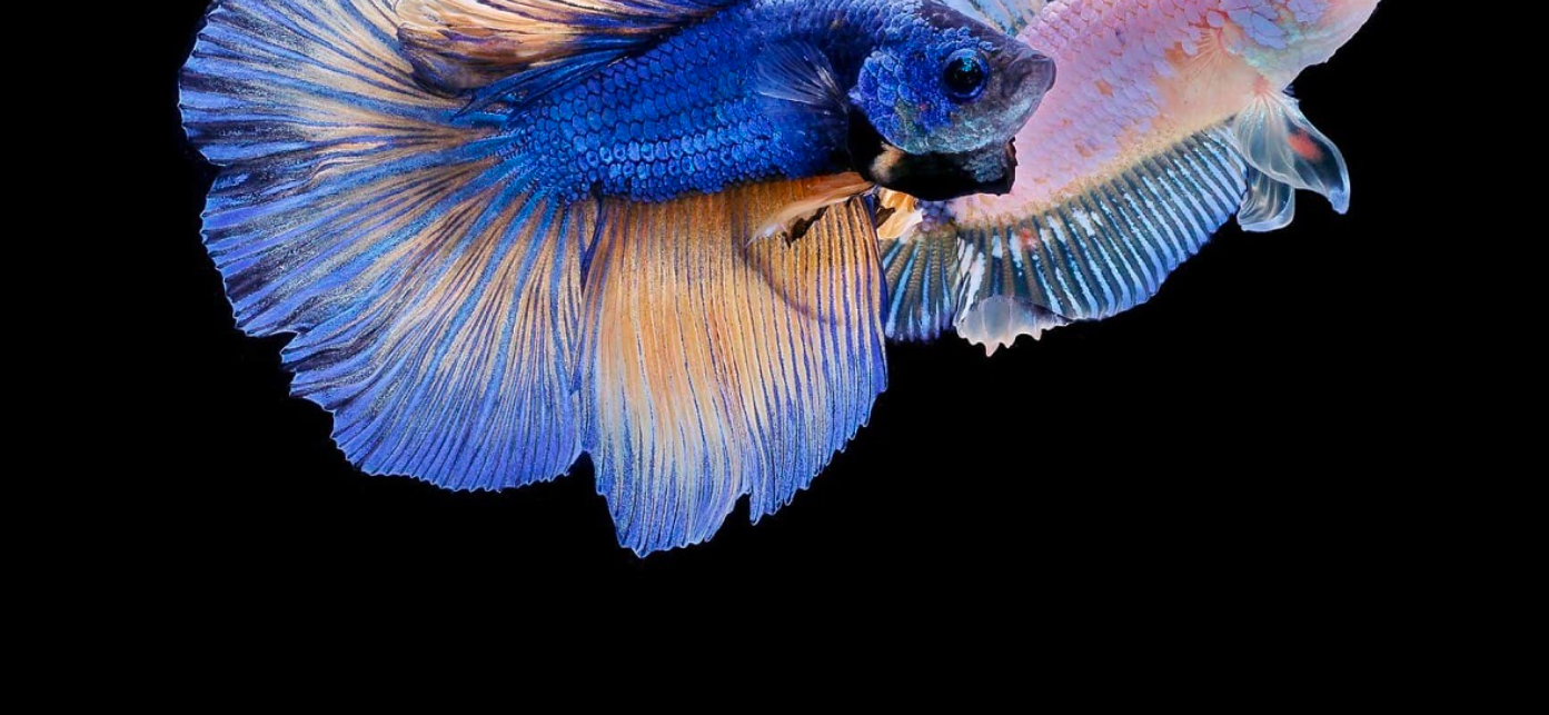 Can A Male And A Female Betta Fish Live Together | The Goldfish Tank