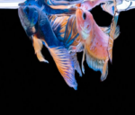 Can A Male And A Female Betta Fish Live Together | The Goldfish Tank