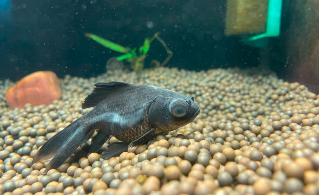 Black Moor Goldfish Diseases Signs Causes and Care