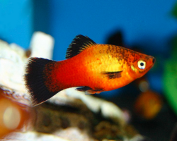 Types Of Platy Fish | The Goldfish Tank