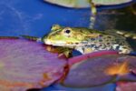 Best African Dwarf Frog Tank Mates (Avoid These Too!)
