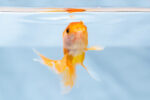How to Save a Dying Goldfish with Proven Care Steps