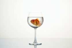 Small Goldfish Tank With Filter | The Goldfish Tank