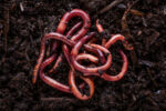 Live Blood Worms | The Goldfish Tank