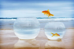 The Goldfish Tank | All You Need to Know About Goldfish