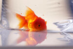 Can Goldfish Get Depressed? Signs You Shouldn't Ignore