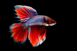 Betta Fish Poop | The Goldfish Tank