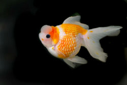 Do Goldfish Live In The Ocean | The Goldfish Tank
