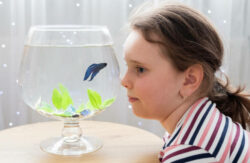 7 Best Fish for a Bowl (Not Goldfish!) That Actually Thrive