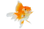 Are Goldfish Social? What Most Fishkeepers Get Wrong