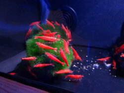 7 Best Fish for a Bowl (Not Goldfish!) That Actually Thrive