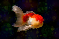 Do Goldfish Live In The Ocean | The Goldfish Tank