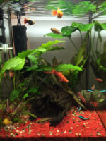 How To Lower Nitrites In Fish Tank | The Goldfish Tank