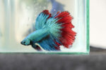 Ph For Betta Fish | The Goldfish Tank