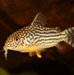 Bottom Feeding Fish | The Goldfish Tank