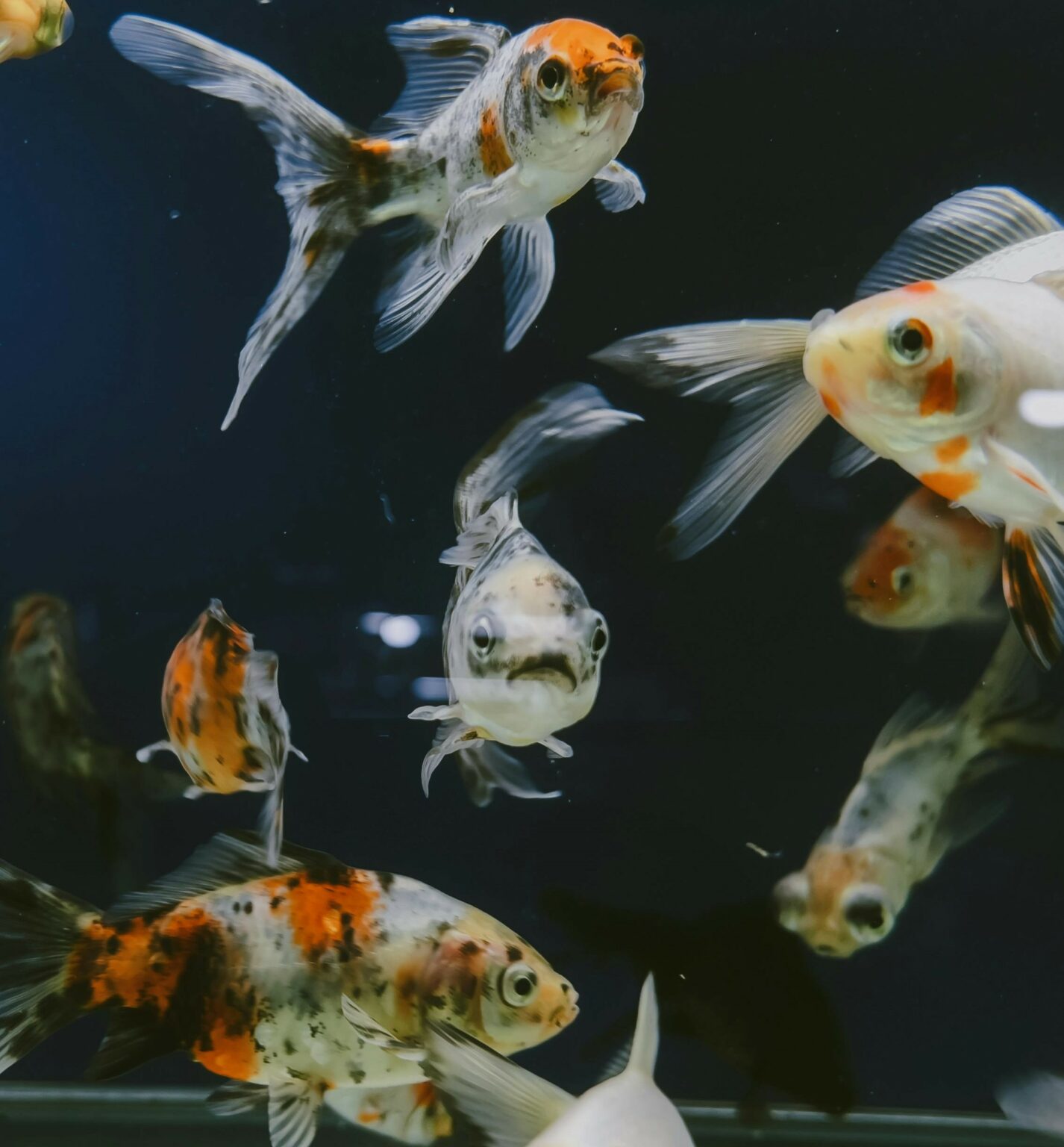 Speckled Goldfish | The Goldfish Tank