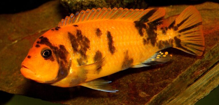 African Cichlid Types | The Goldfish Tank