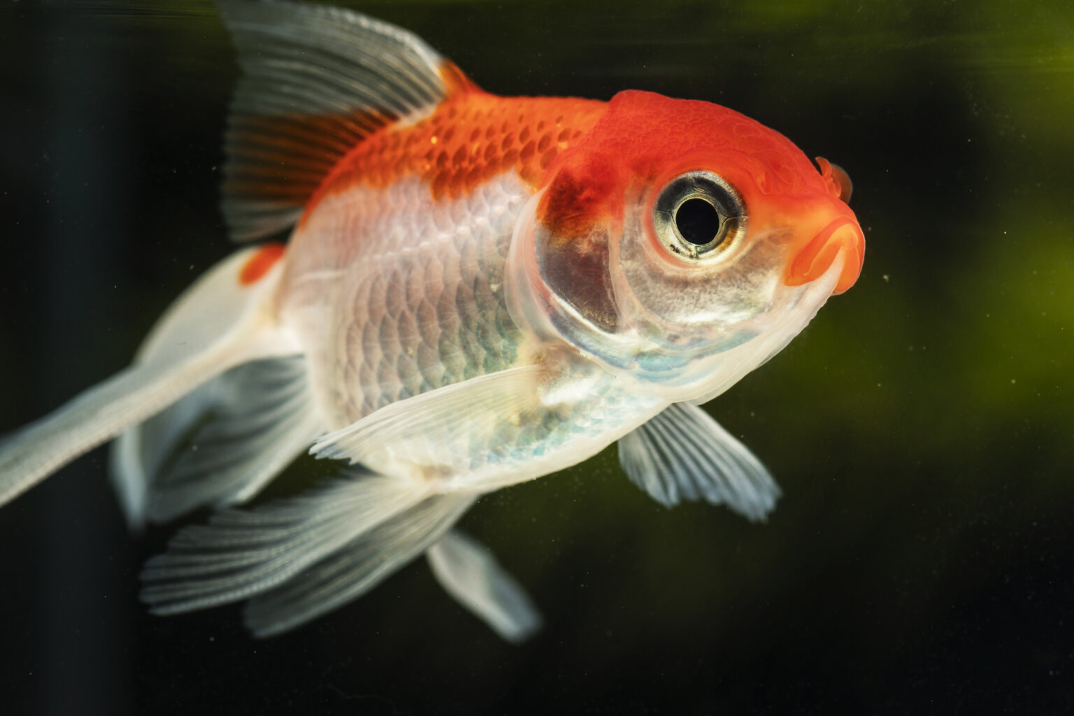 Calico Fantail Goldfish | The Goldfish Tank