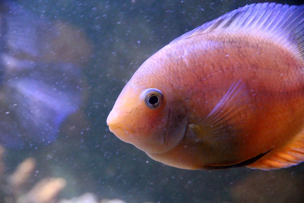 Severum Cichlid | The Goldfish Tank
