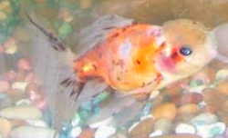 Calico Goldfish Care Guide: Colors, Types & Pro Tips