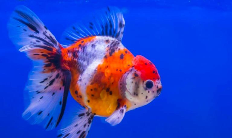 Calico Goldfish Care Guide: Colors, Types & Pro Tips