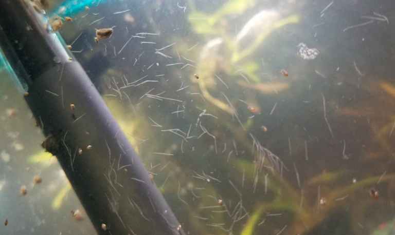 Detritus Worms in Your Tank? What’s Normal vs a Red Flag