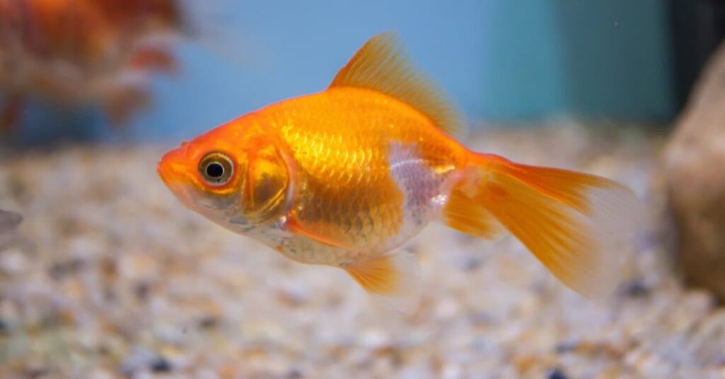 The Goldfish Tank | All You Need to Know About Goldfish