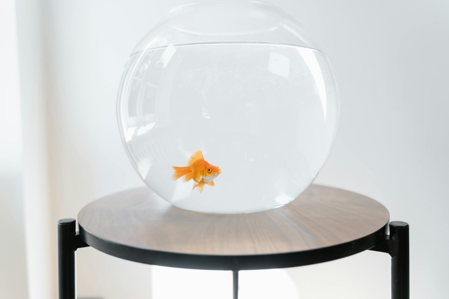Goldfish Food | The Goldfish Tank