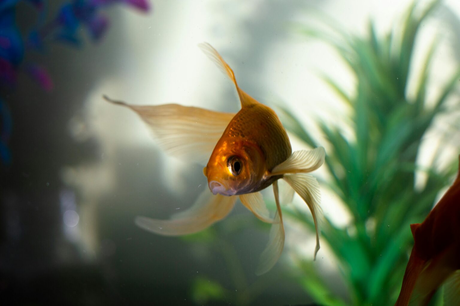 Goldfish Food | The Goldfish Tank