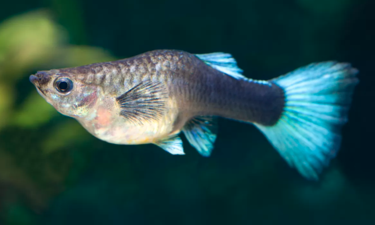 Guppy Fish Pregnancy Stages | The Goldfish Tank