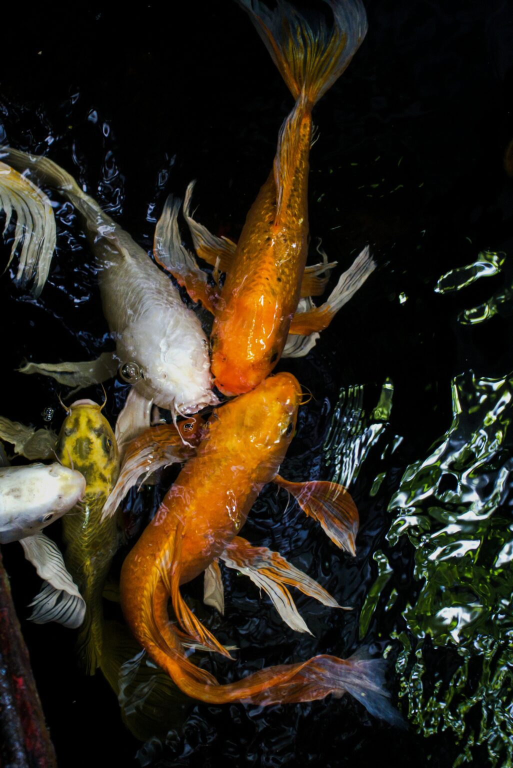 Black Ranchu Goldfish | The Goldfish Tank