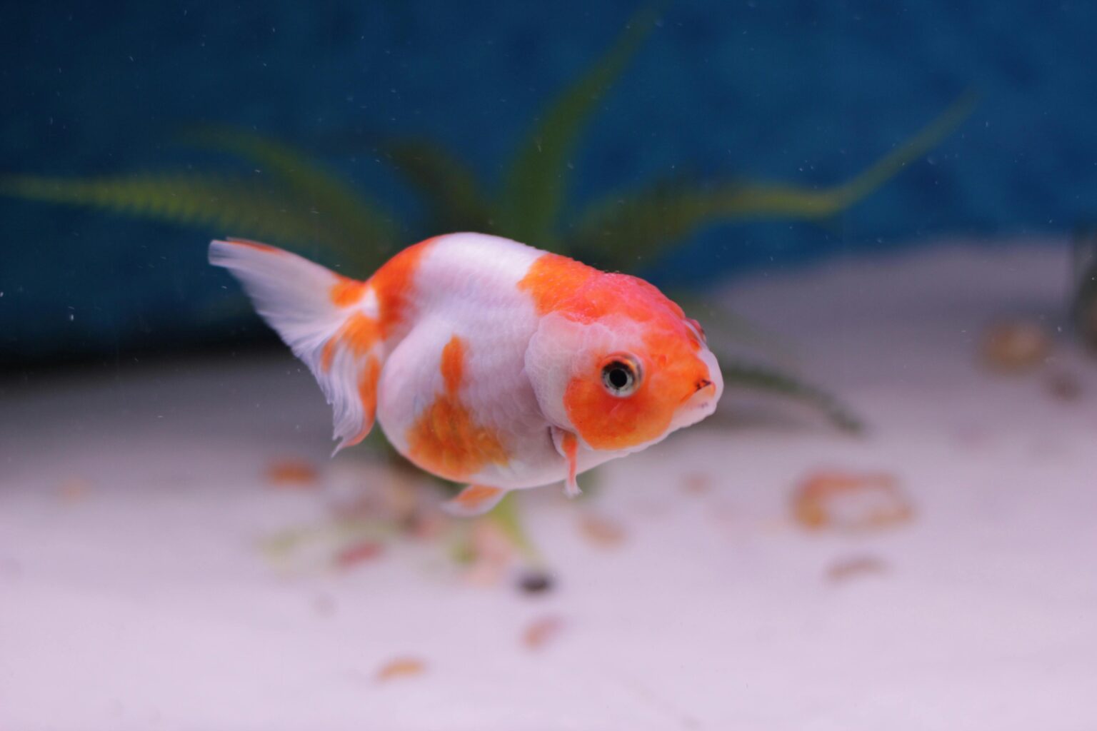 Oranda Ranchu Goldfish | The Goldfish Tank