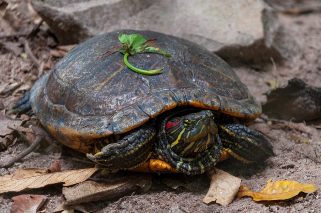 Do Red-Eared Sliders Eat Goldfish? Risks & Care Tips