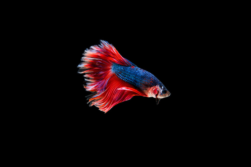 Understanding Clamped Fins in Betta Fish: Causes & Care