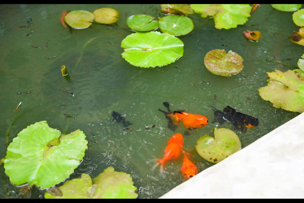Beautiful Goldfish Pond Ideas | Create a Serene Backyard