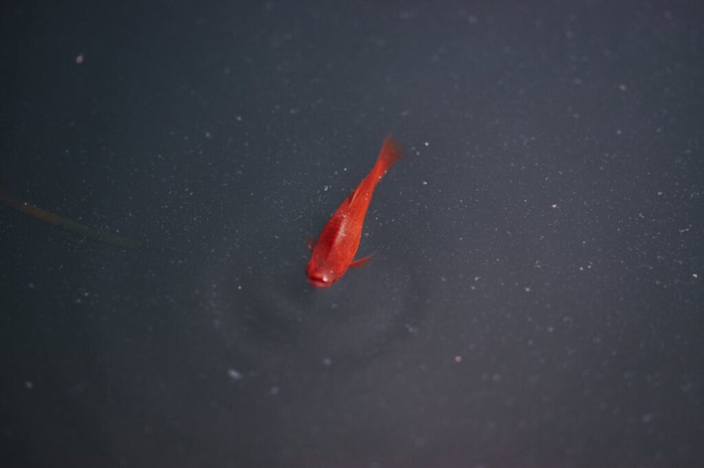 Goldfish Colors Guide: Types, Changes & Care Tips